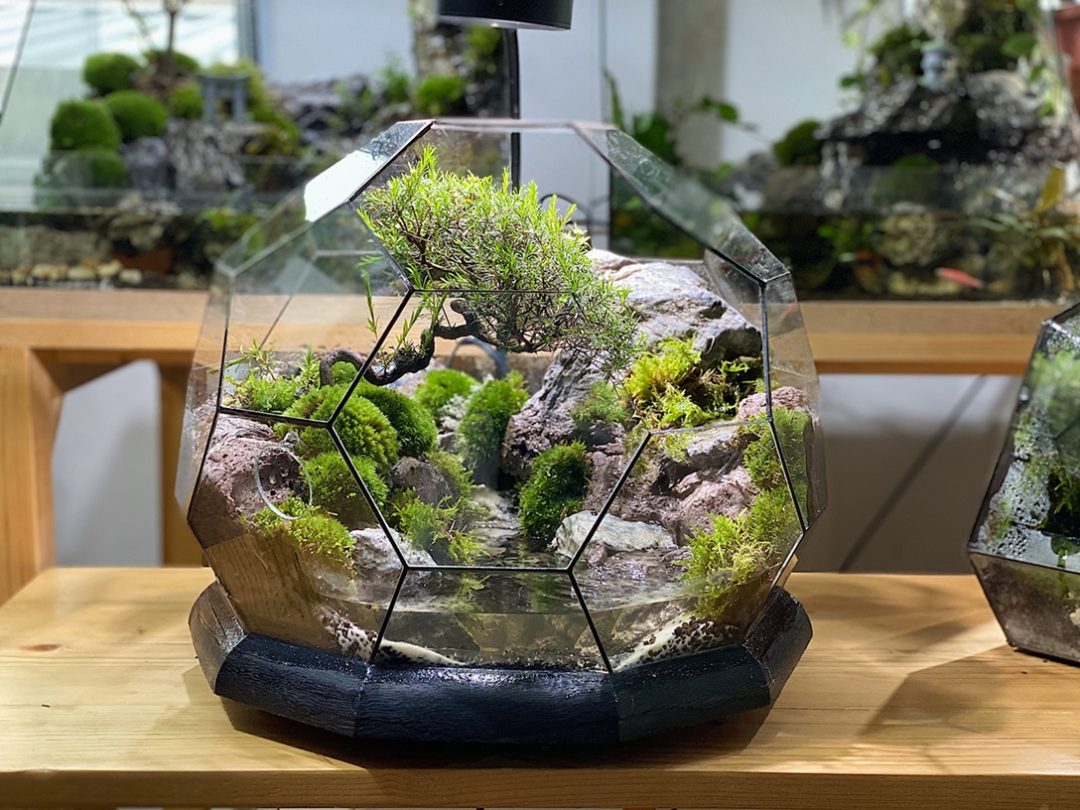 Home - Mossarium Concept Design Mossarium Concept Design Moss Walls ...