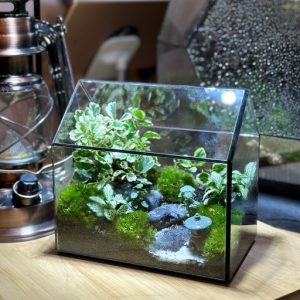 Shop Moss Terrarium & Eco Gift | Mossarium Terrarium online Store