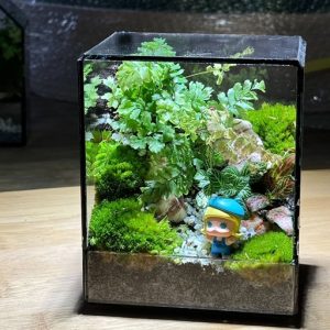 Forest World II Rainforest Terrarium Gift | Open Mini Indoor Garden ...
