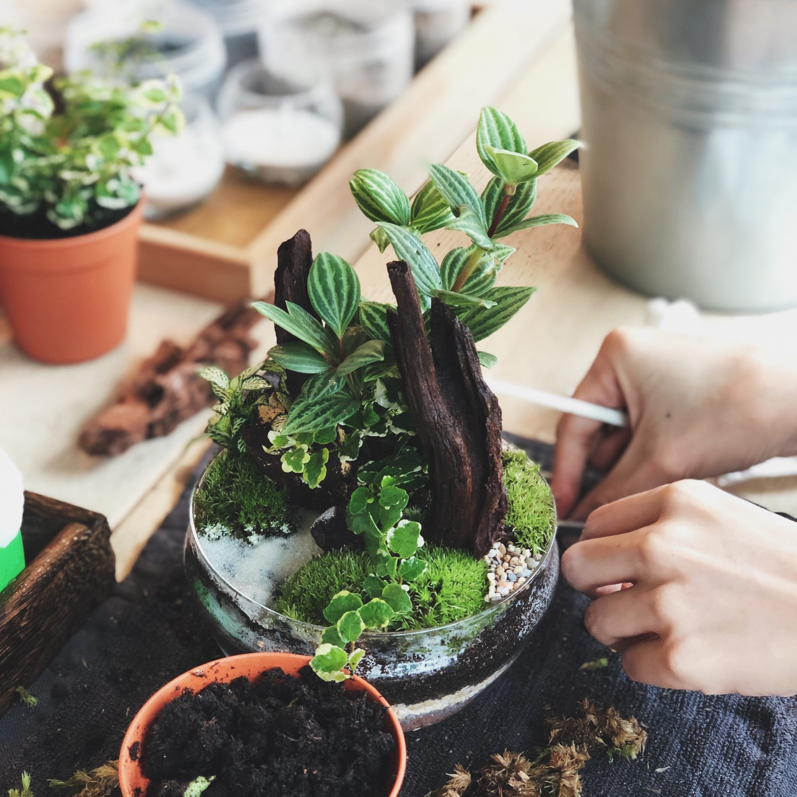 Create Your Own Terrarium | 4 Signature Styles to Choose From Mossarium
